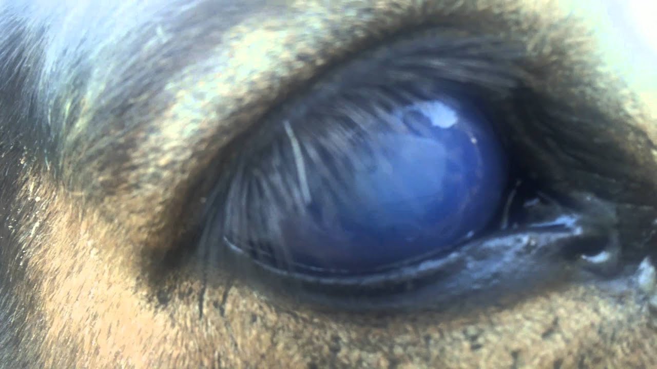 Setaria worm - YouTube