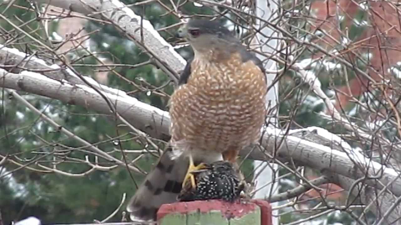 Cooper's Hawk tearing feathers off a Starling - YouTube