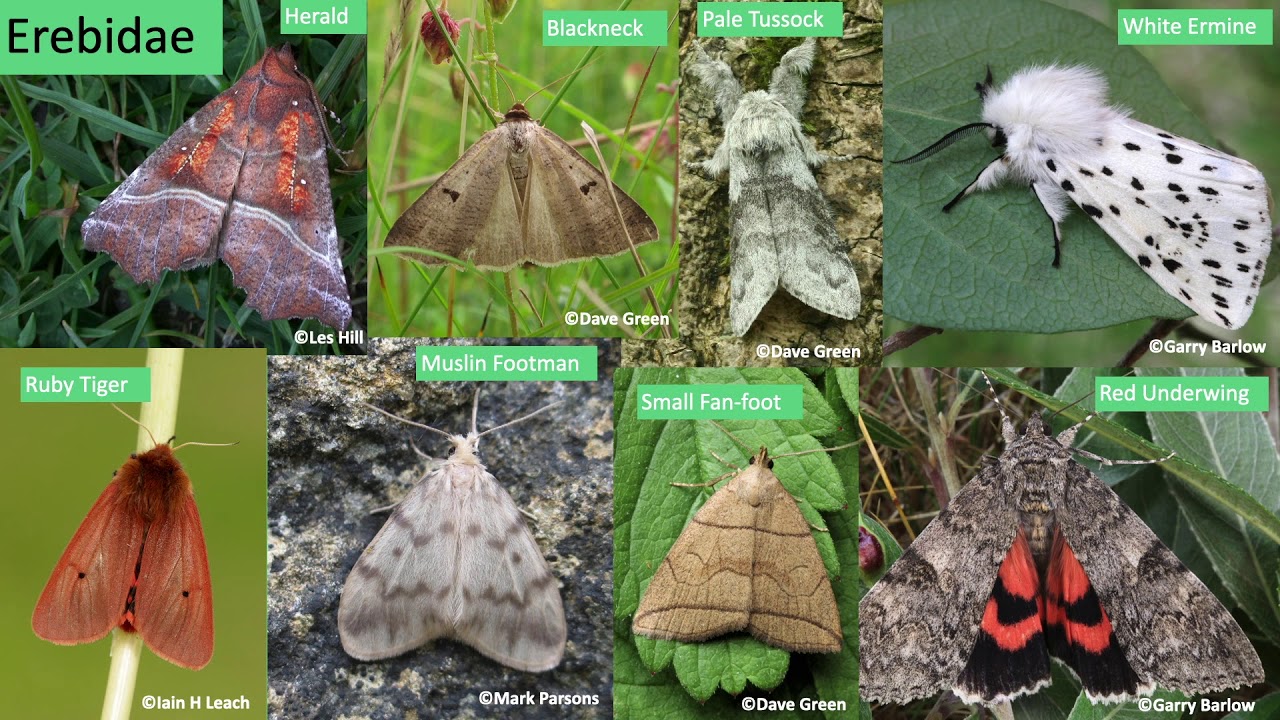 Moths of the Yorkshire Dales - YouTube