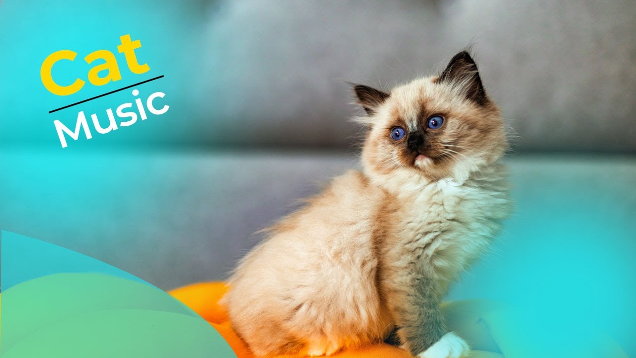 Calm Mind with Cat Company Guided Meditation | Cat Meditation - YouTube