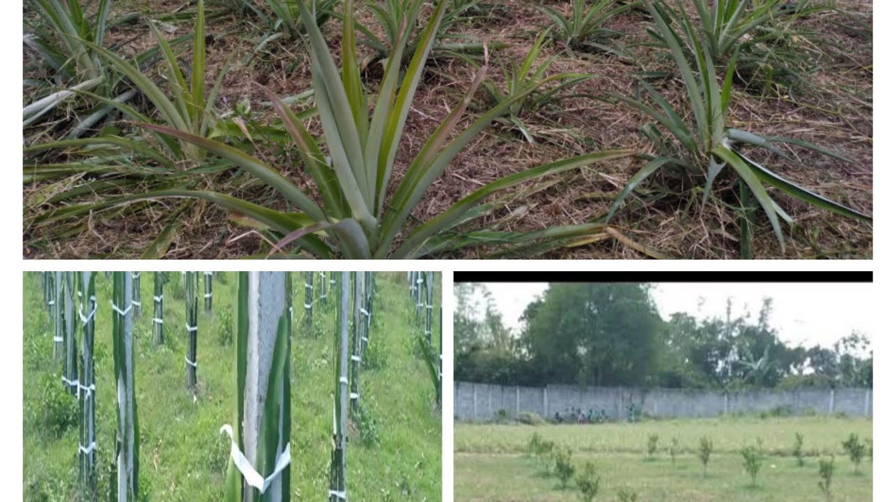 Dragon fruit🐲 Pinya 🍍Kalamansi🍋 Tara guys samahan akong mag'ikot sa ...