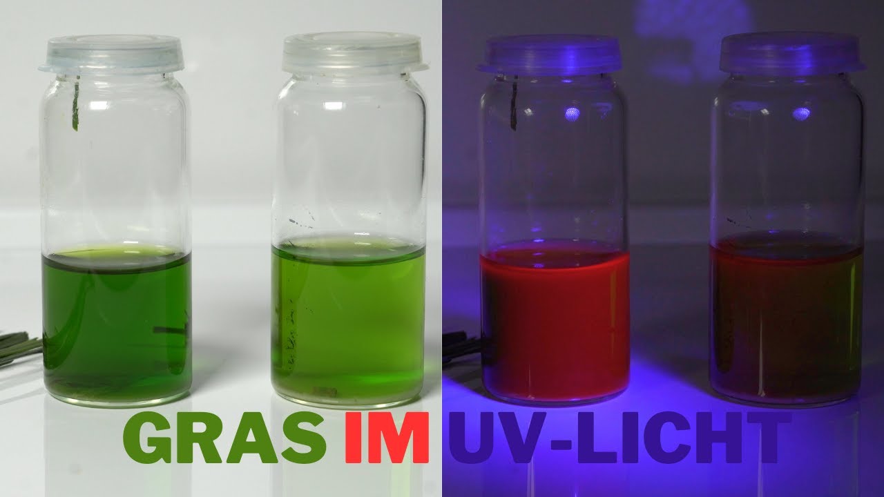 Ist Gras grün oder rot? Kommt auf das Licht an - Experiment zum ...