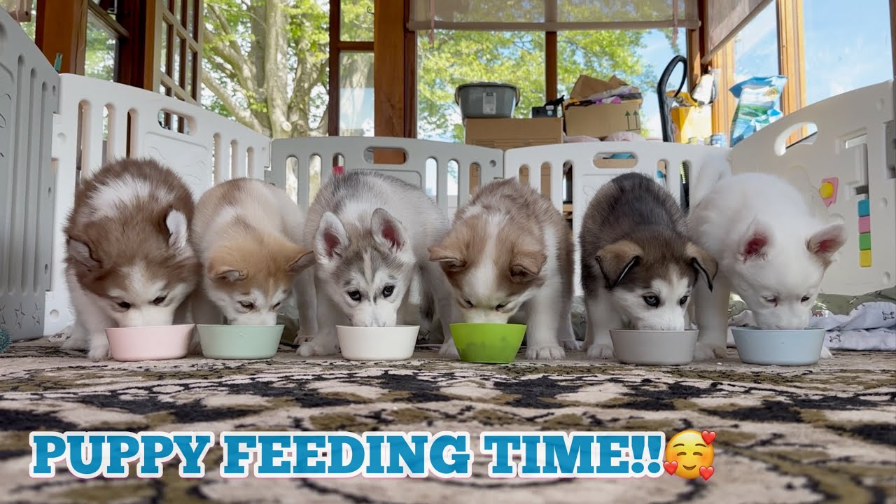 Feeding All 6 Husky Puppies At The Same Time!!😂. It Gets WILD!! - YouTube
