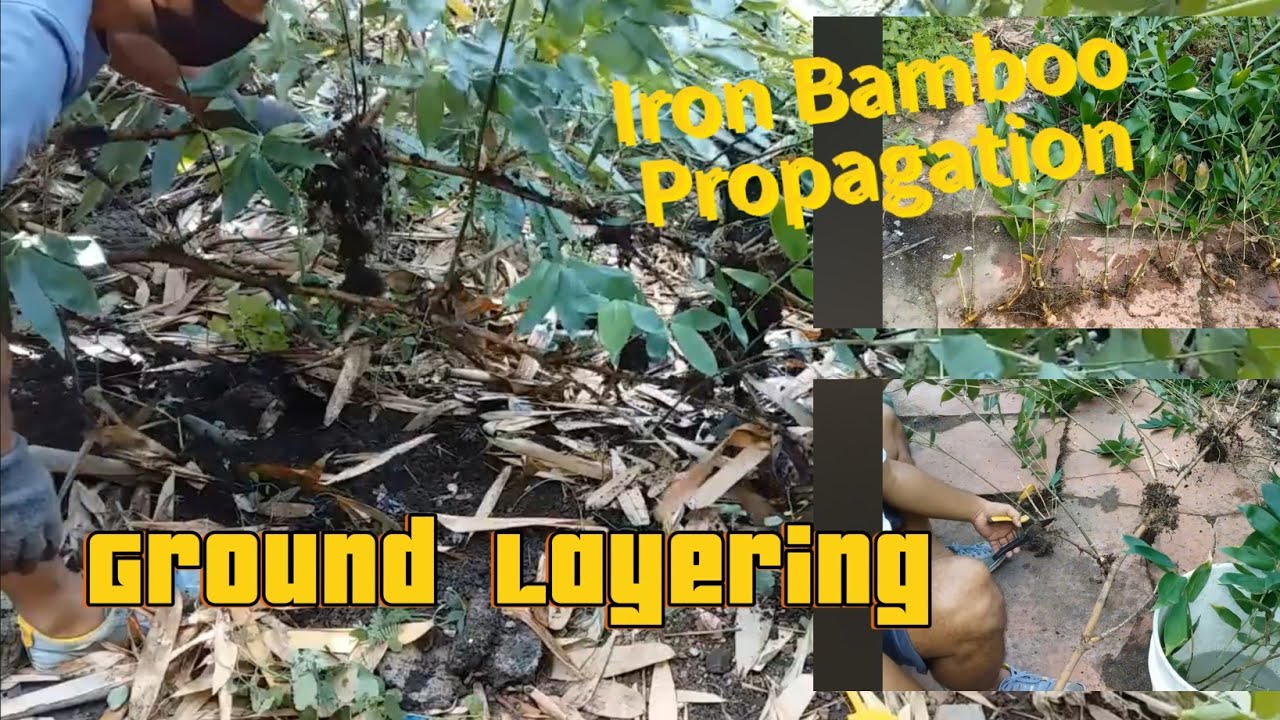 Iron bamboo propagation I Ground Layering Method - YouTube