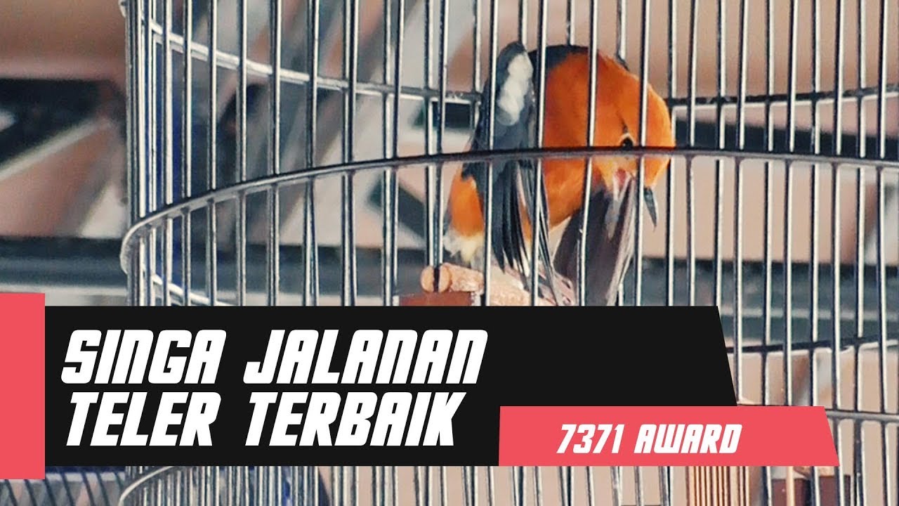 Punglor Merah SINGA JALANAN H. Wibie Teler Terbaik di 7371 Award - YouTube
