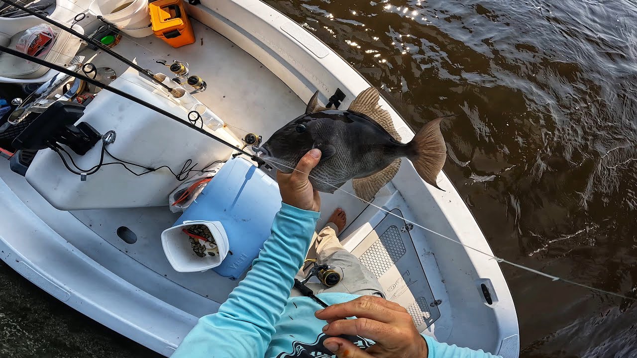 Bridge Fishing for Triggerfish & Tautog - YouTube