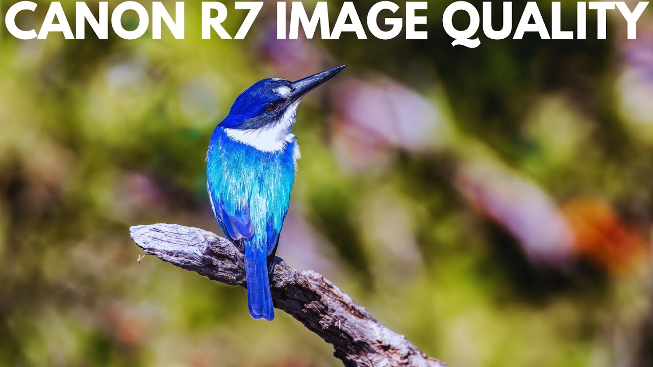 Canon R7 📸 Sample Photography - Image Quality - YouTube