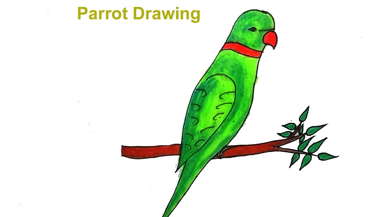 Parrot Drawing || How to Draw Parrot Step by Step for Beginners - YouTube