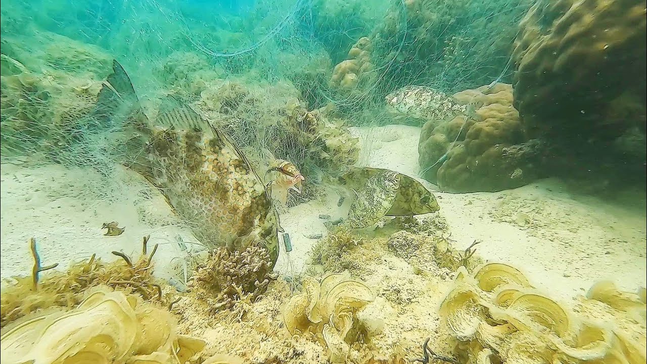 Net fishing sa malinaw na dagat | Part - 1 - YouTube