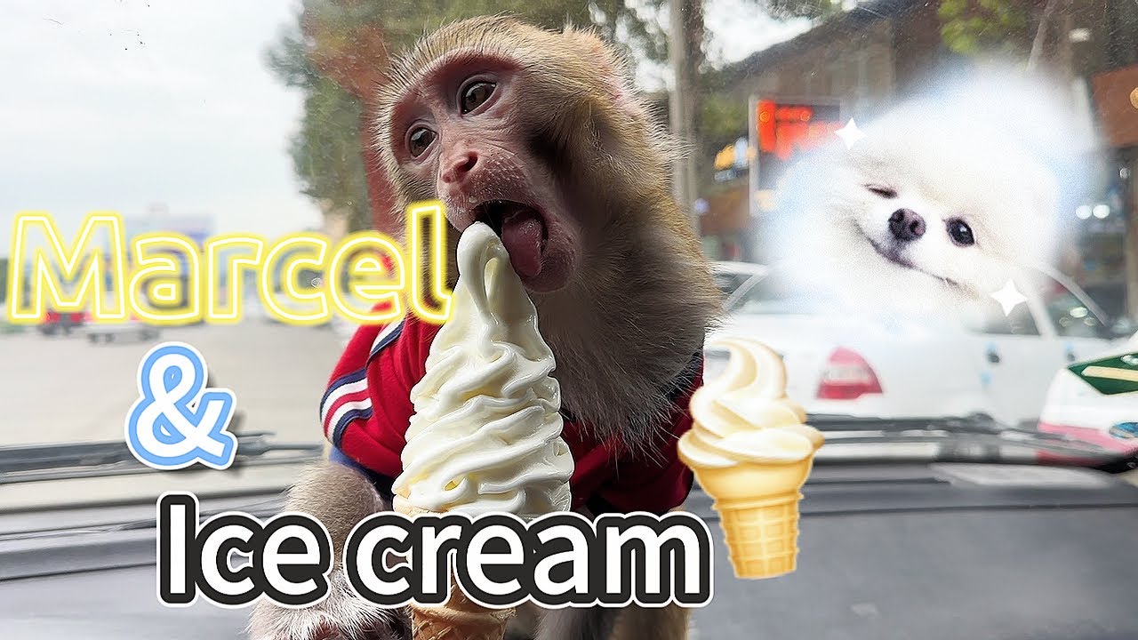 Marcel eating 🍦 in the car 🤩 monkey #monkey #asmr #baby #cute #love # ...