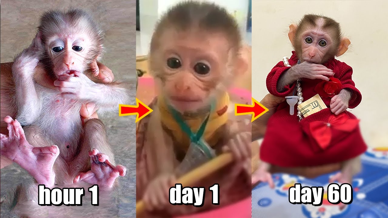 I Spent 60 Days Developing Monkey YuYu and Here's What Happened! - YouTube