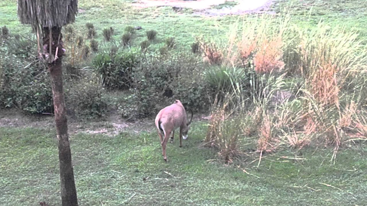Animal Kingdom Lodge Savannah View (Disney World) - YouTube