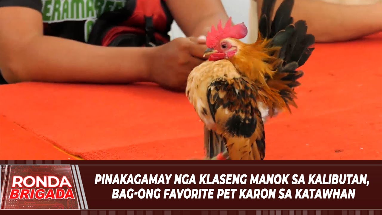 Pinakagamay nga klaseng manok sa kalibutan, bag-ong favorite pet karon ...