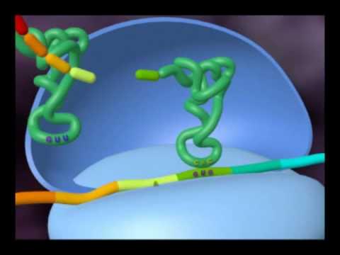 DNA translation animation by Interact Medical - YouTube