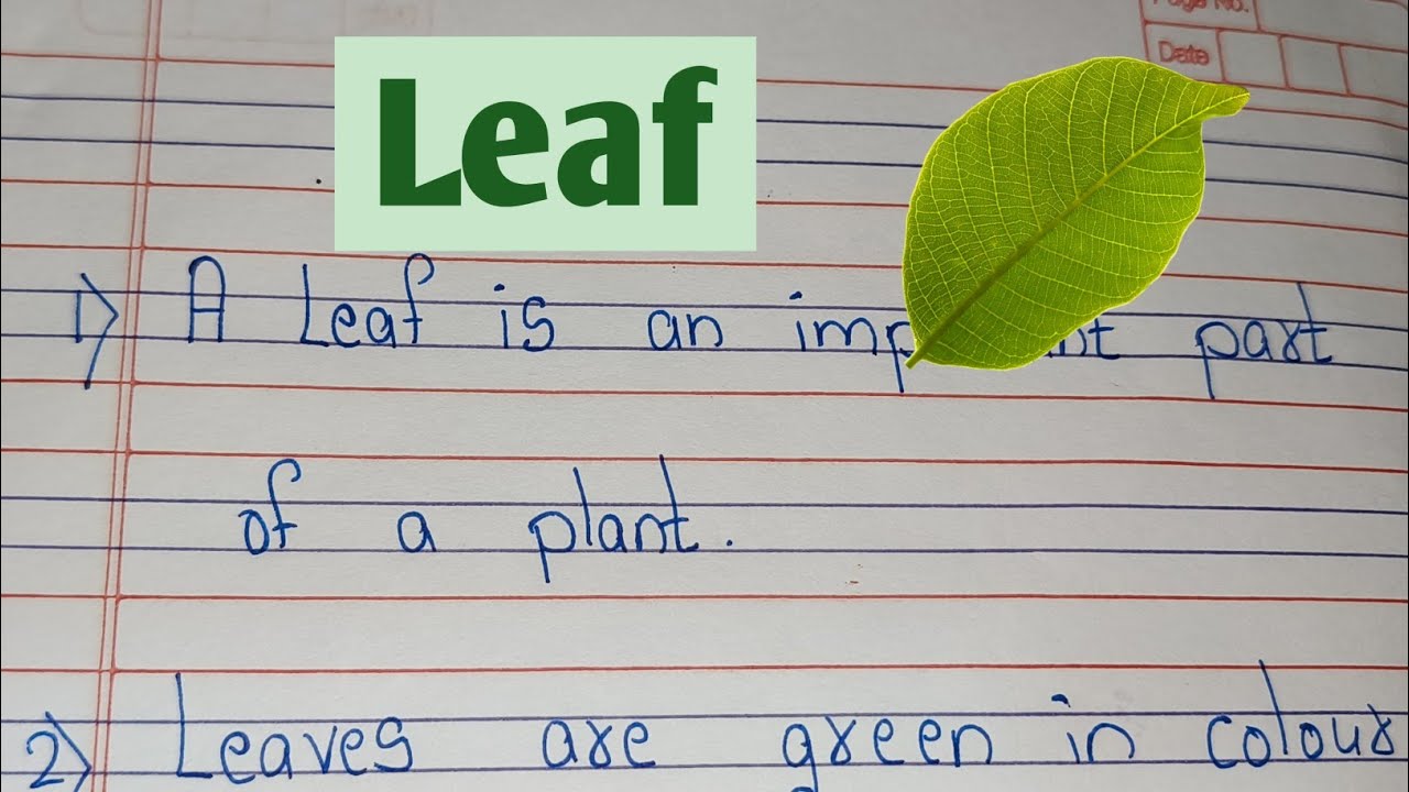 5 Lines on Leaf // Essay on Leaf in english// Few sentences about Leaf ...