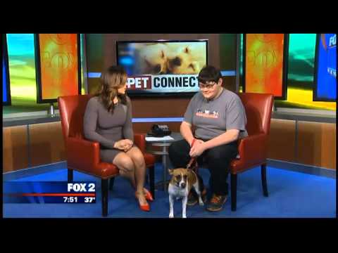 Taryn Asher 2015 03 15 WJBK FOX2 Detroit - YouTube