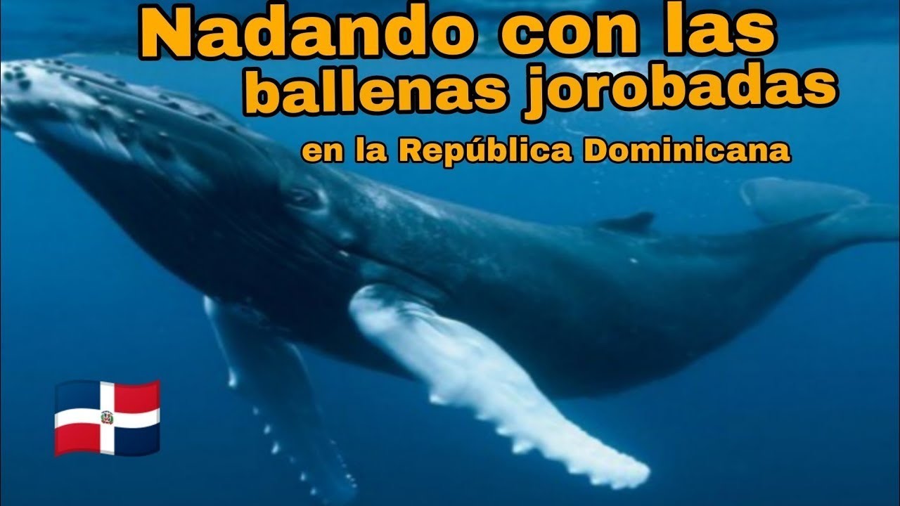 Ballenas jorobada en la República Dominicana 🇩🇴 - YouTube