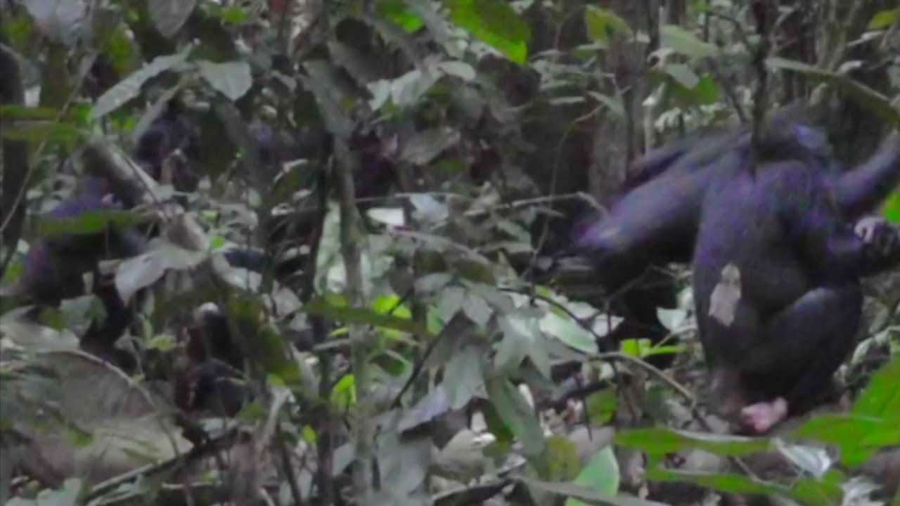 Bonobo gesture - Hand fling (Example 1) - YouTube