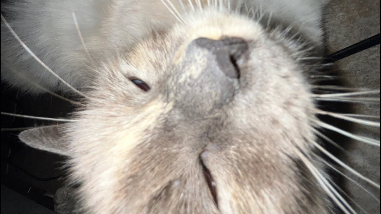 Peepeepoopoo - YouTube