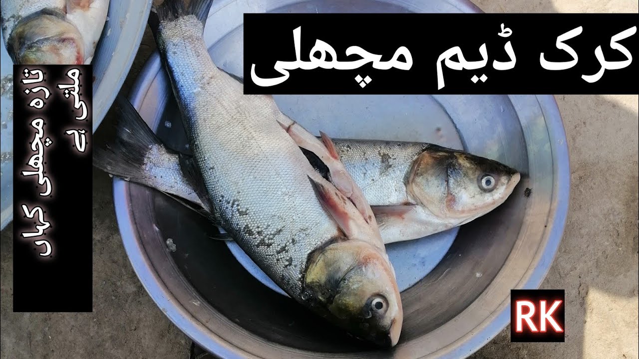 Karak Dam Fish |Foods of Pakistan |Beauty of Pakistan - YouTube