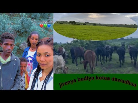 🛑jirenya badiya kotaa dawadhaa - YouTube