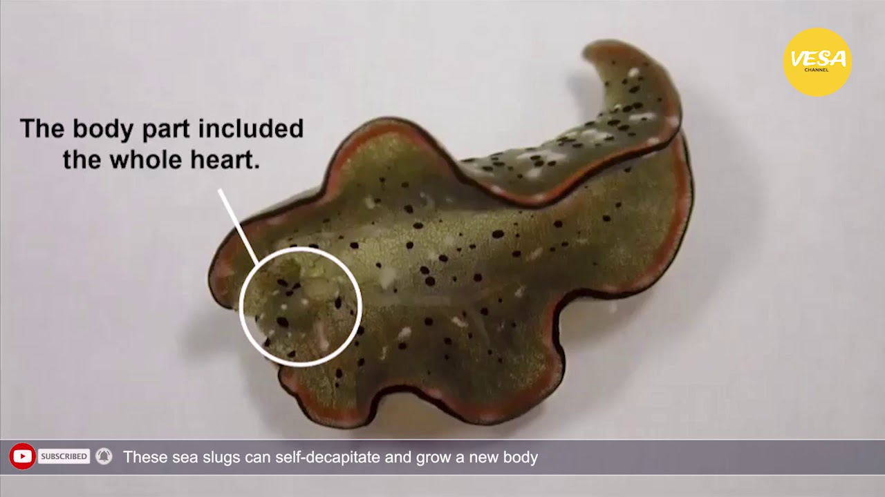 These sea slugs can self decapitate and grow a new body - YouTube