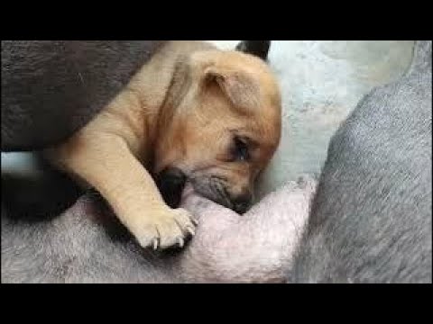 puppies newborn drinking mom's milk, with breastfeeding breasts🥰🥰 #puppy #cute #cutedog #doglife