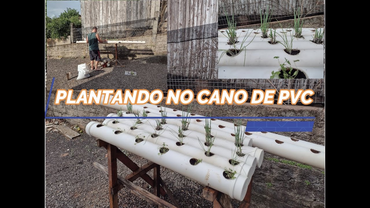 HORTA CASEIRA - PLANTANDO NOS CANOS DE PVC MUDAS DE TEMPERO VERDE E ...
