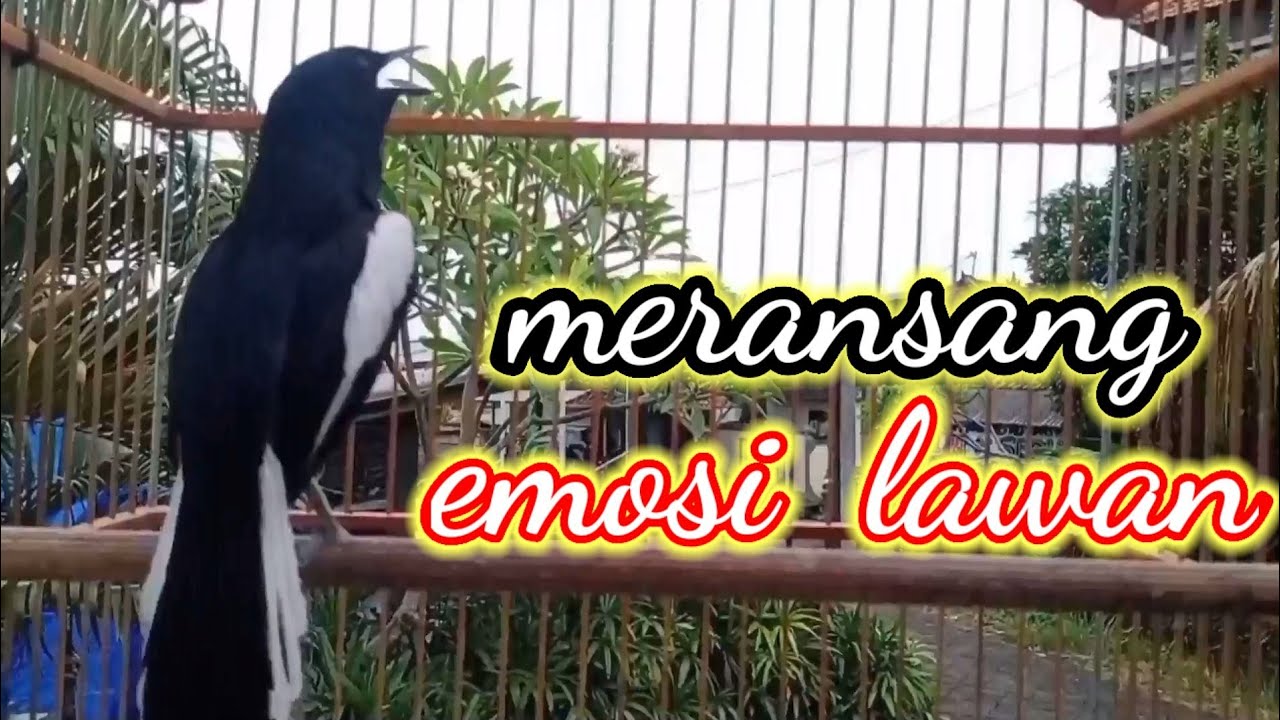 terapi dasar untuk kacer bahan agat cepat gacor dan bukor - YouTube