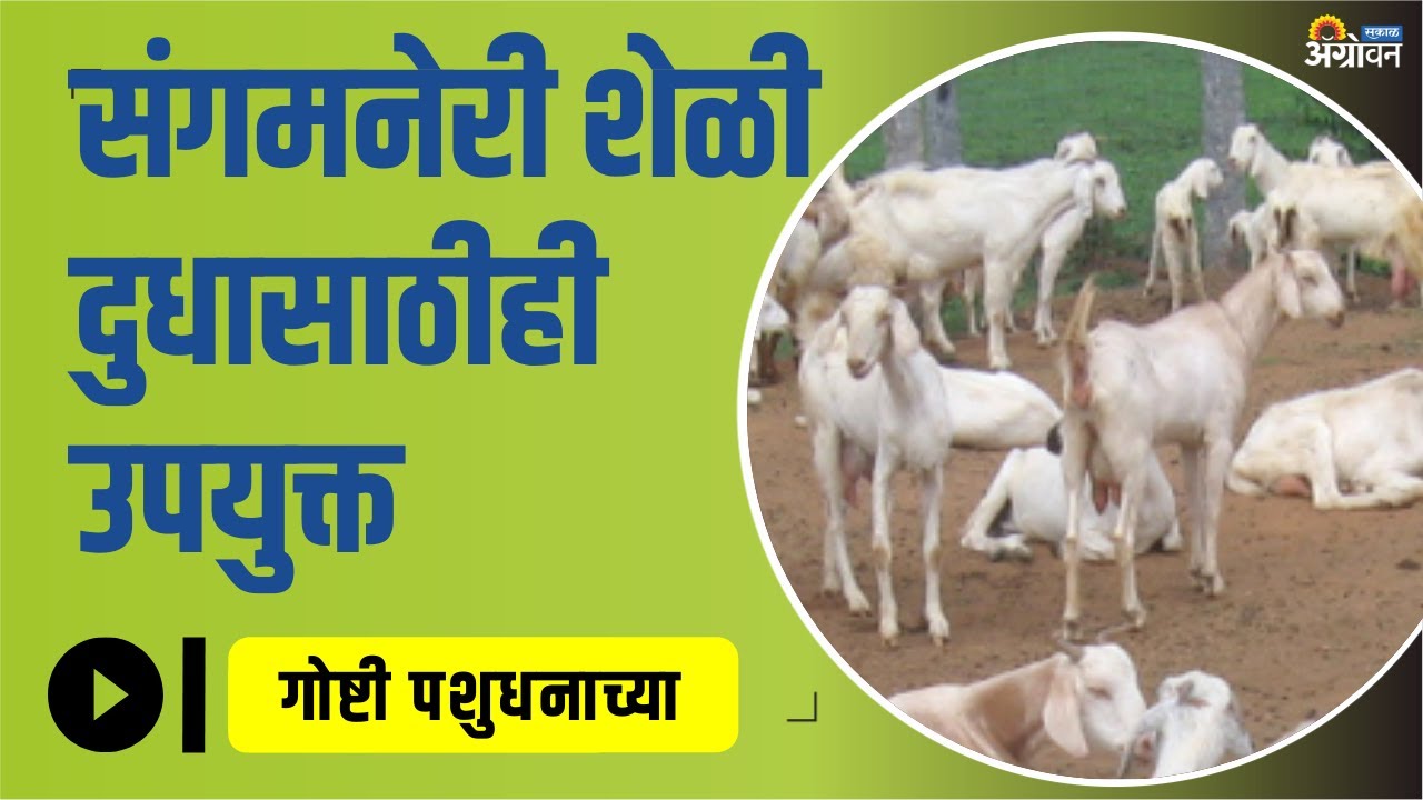 दूध आणि मांस उत्पादनासाठी पाळा ही शेळी । Sangamneri Goat Farming ...
