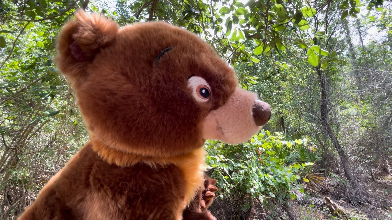 Walt Disney World Day 97/365 Days Disney Plush ️Brother Bear🐻Koda 🐾 ...