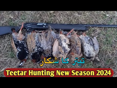 Teetar Ka Shikar In Pakistan 2024 /Hunting In Pakistan/Partridge ...