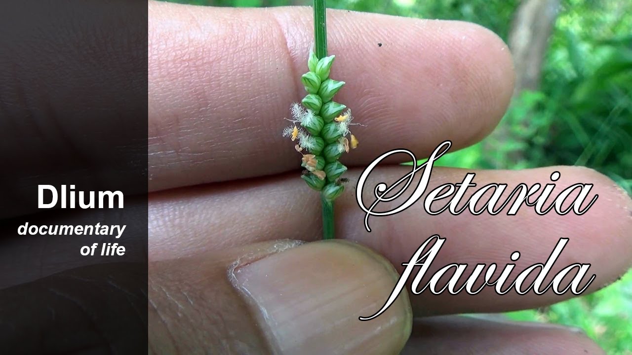 Yellow watercrown grass (Setaria flavida) - YouTube