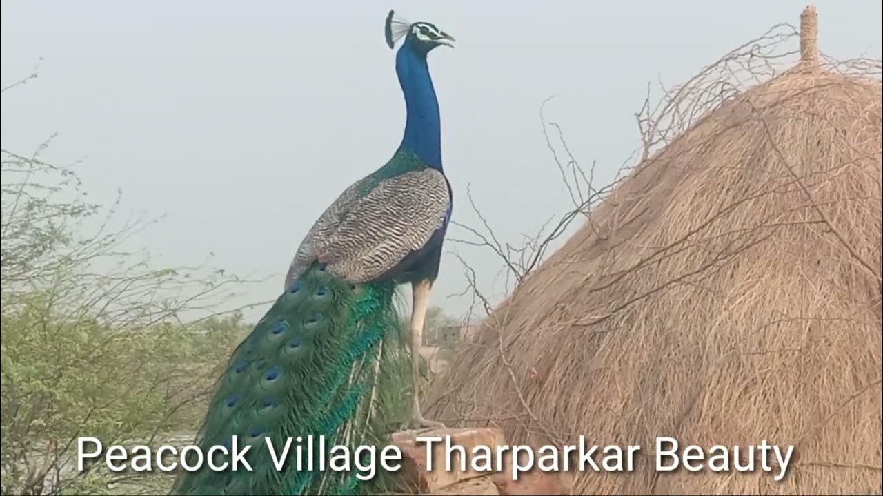Blue peacock's amazing actions I Peacocks voices I Nature wonders I - YouTube