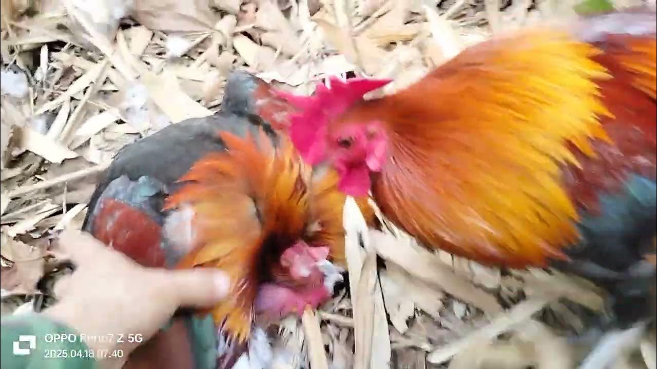 Dib qaib qus lom zem 18/04/2025 - YouTube