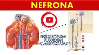 NEFRONA (ESTRUCTURA FUNCIÓN CLASIFICACIÓN) | Doovi