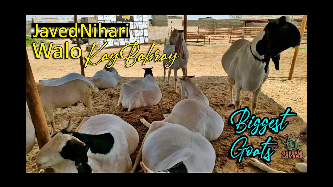 200 Kg goat | Heavyweight giant goats | Javed nihari goats | Mustafa ...