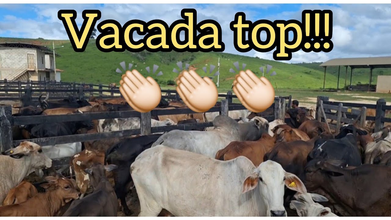 3 embarques,vacada top!!👏🏻👏🏻👏🏻 - YouTube