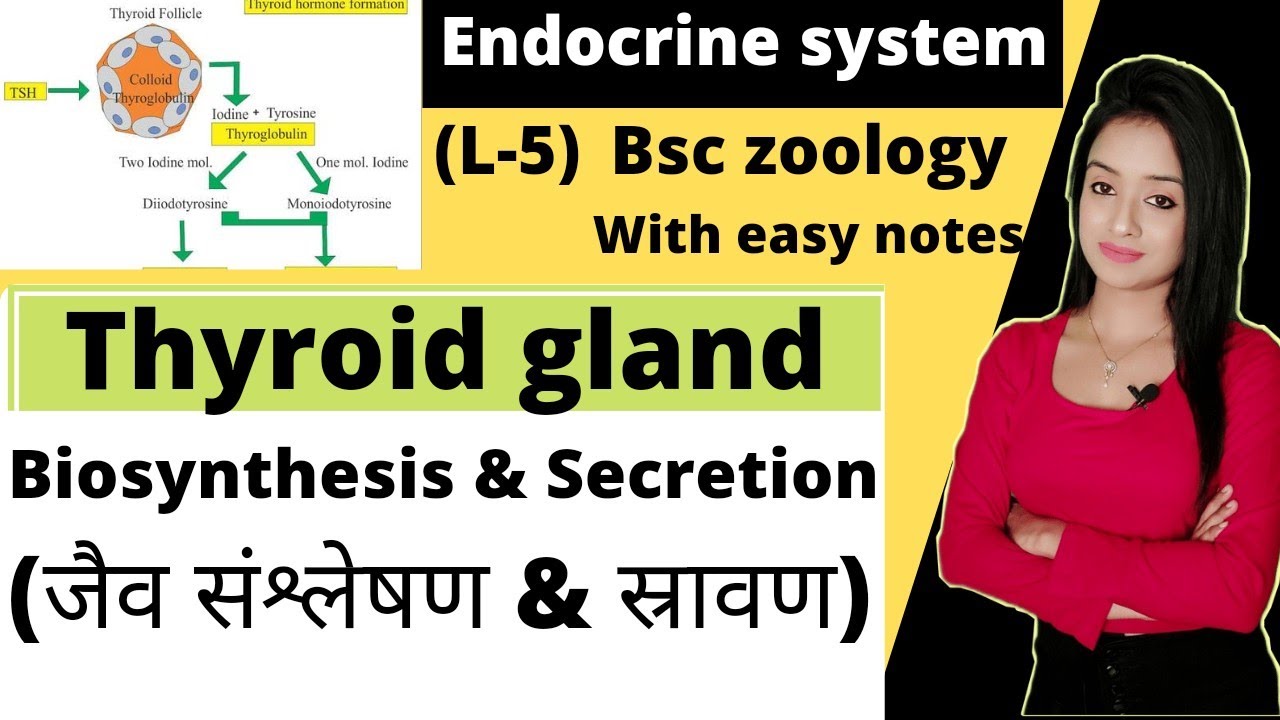 Endocrine system (L-5), thyroid gland biosynthesis and secretion in ...