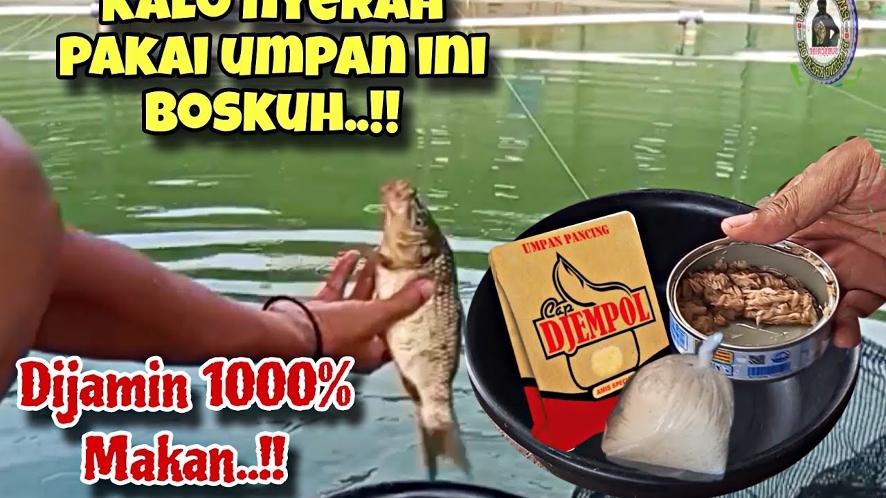 UMPAN PAMUNGKAS‼️1000% MAKAN MANCING LOMBA HARIAN GALAPUNG MURNIAN OKE ...
