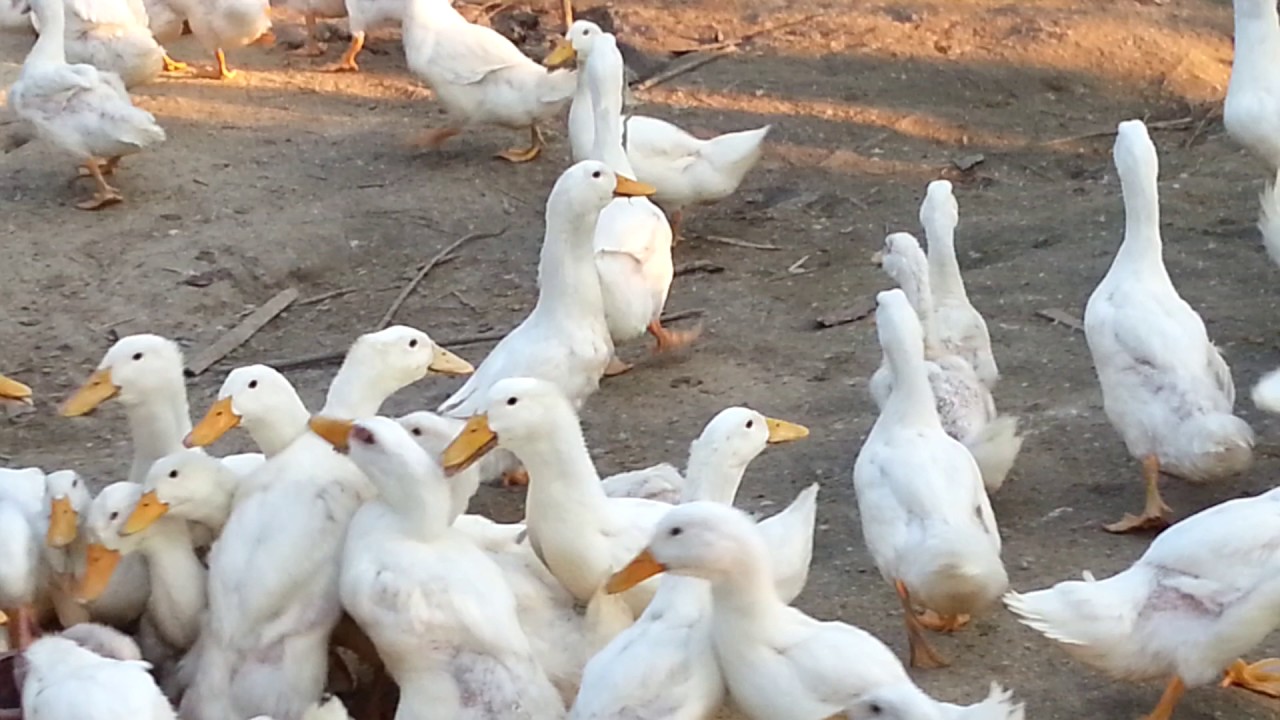 Uneeds Agro. It's complete Beijing duck hatchery - YouTube