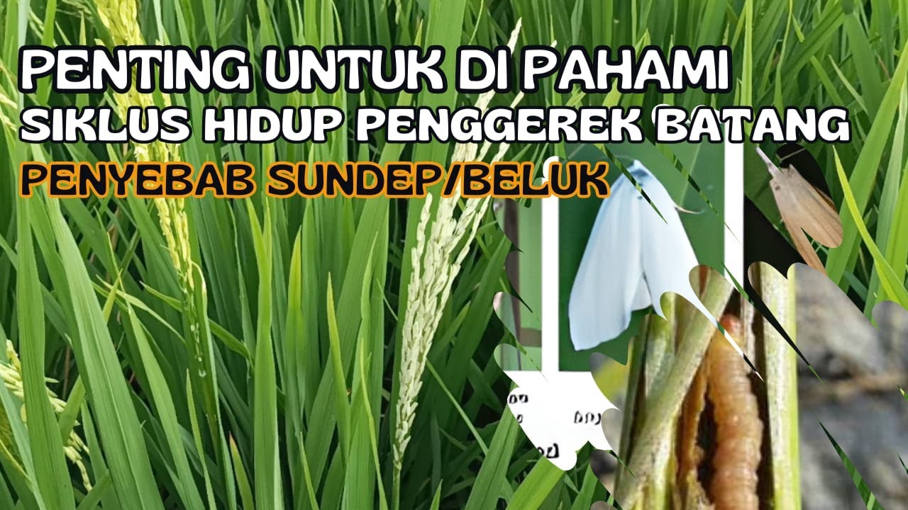 SIKLUS HIDUP PENGGEREK BATANG PADI PENYEBAB BELUK DAN SUNDEP - YouTube