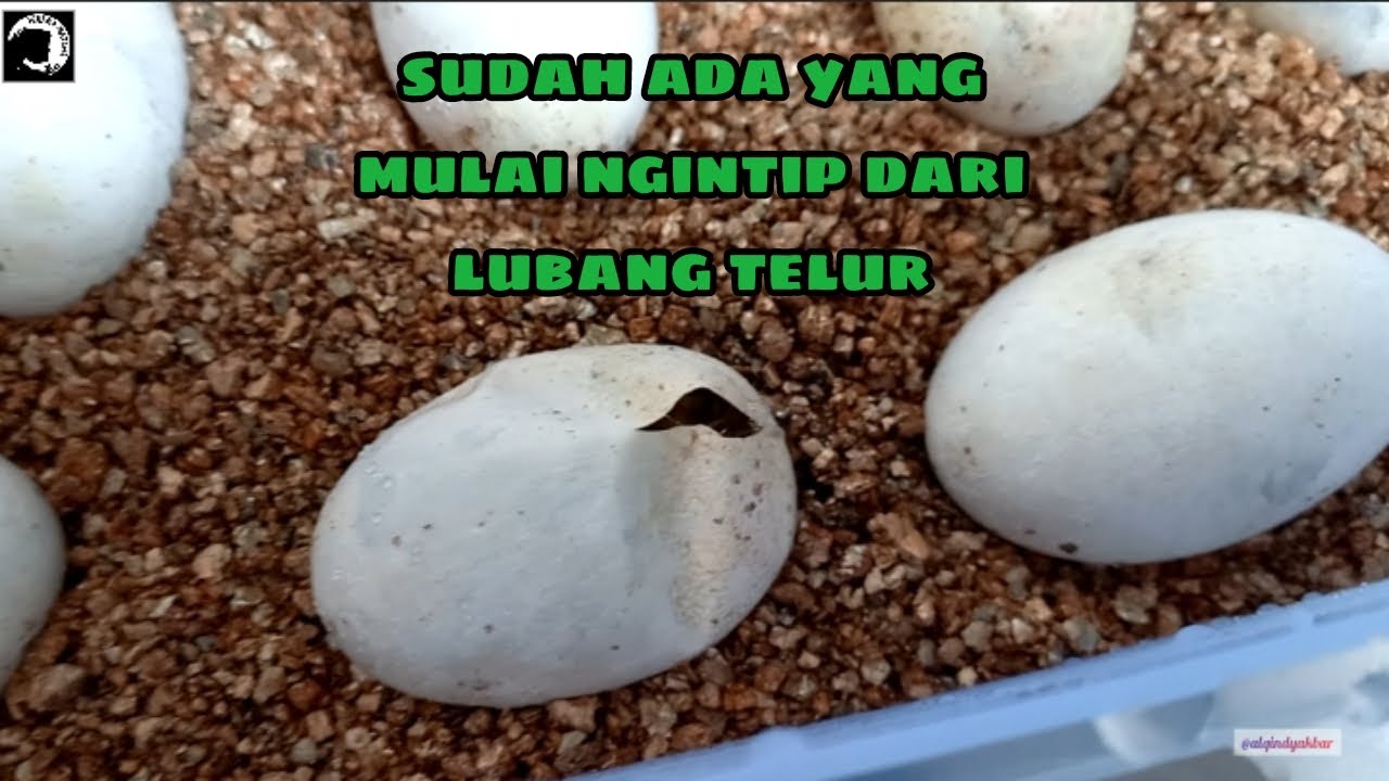 PROGRES TELUR IGUANA MATCHA YANG SUDAH MULAI MENETAS - YouTube