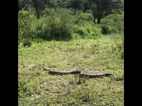 Python 🐍 in Serengeti National Park | Ilmaasai Expedition Tanzania Ltd ...
