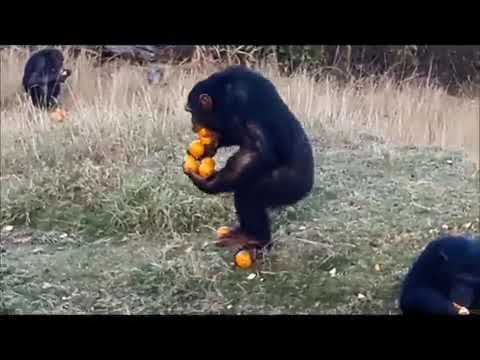 Maymun portakal taşırsa 😊