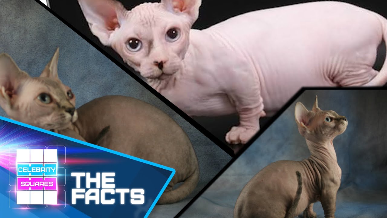 Celebrity Squares - Bambino adalah kucing langka di dunia karena? - YouTube