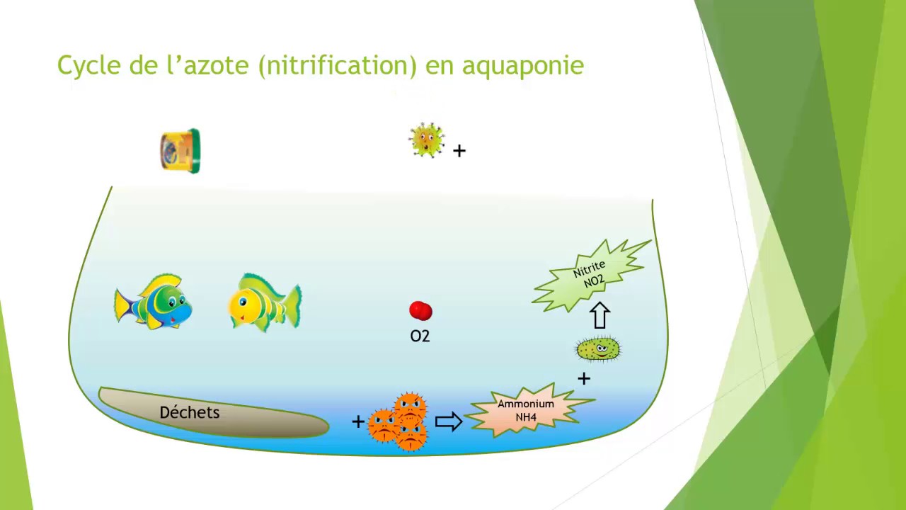 🐟 Comprendre le cycle de l'azote en 2 minutes - YouTube