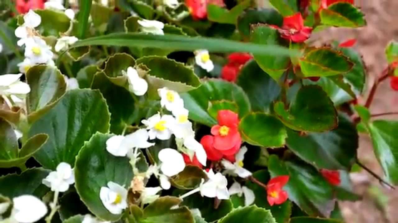 Fujifilm X100T Sample Video -- 1920 x 1080, 60p