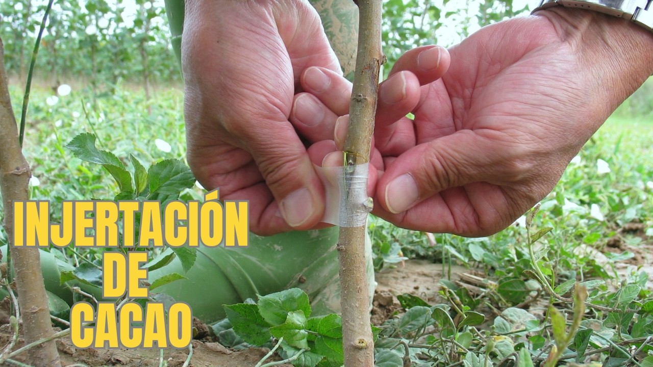 ¿como realizar el proceso de injertación de cacao? paso a paso - YouTube