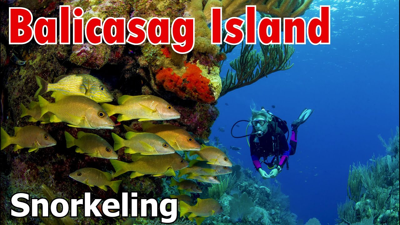 Panglao island Ep - 03 | Balicasag Island | Snorkeling | Turtle ...